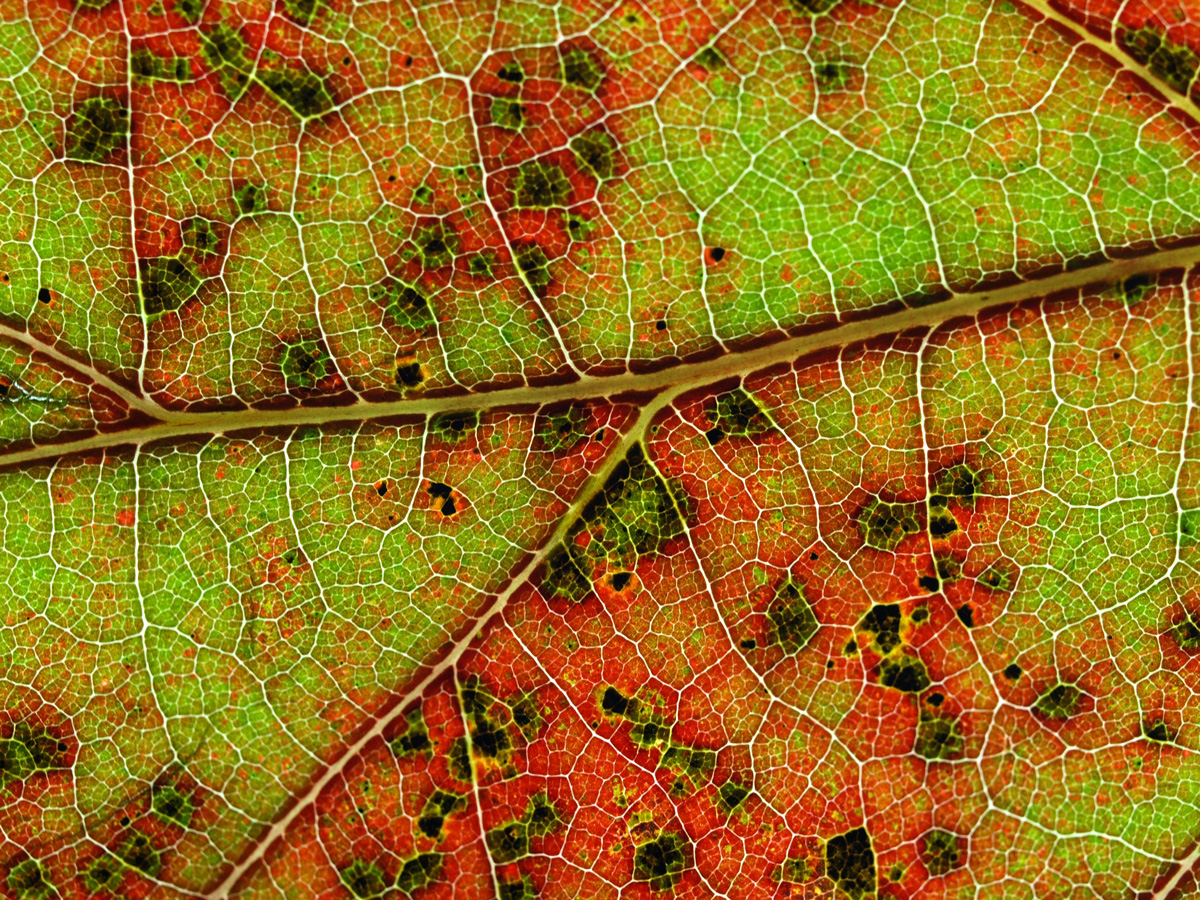 Gardening with Peter Bowden: Foliar Flourishes - Saratoga TODAY newspaper