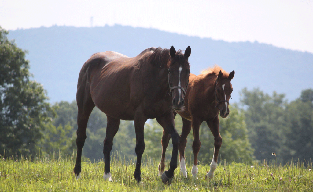 Breeding on the Route 4 Corridor - Saratoga TODAY newspaper